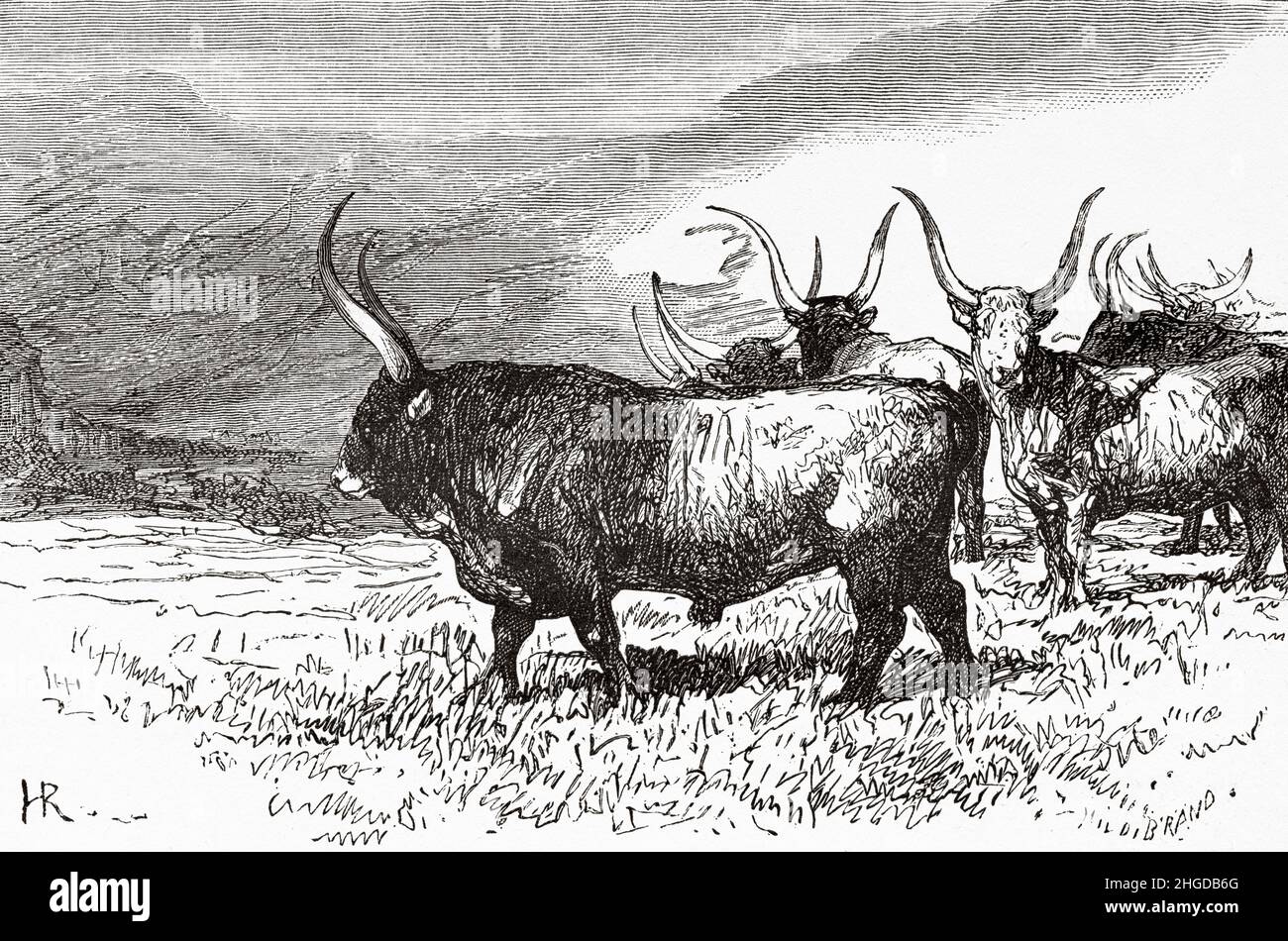 Ox Maremma cattle at Roman Campagna, Rome. Italy, Europe. Old 19th ...