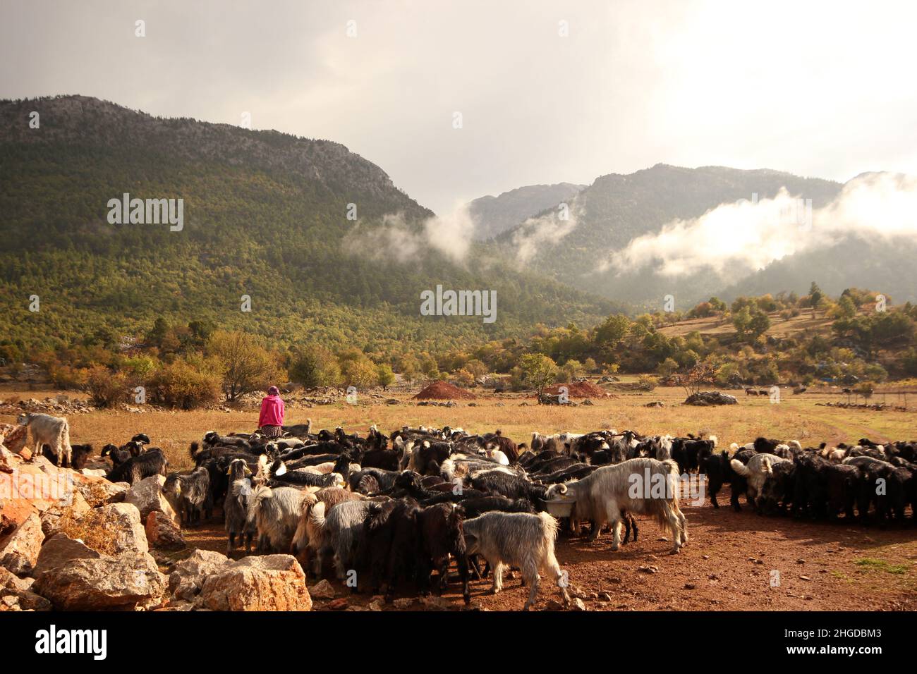 shepherd woman with herd of goats Stock Photo - Alamy