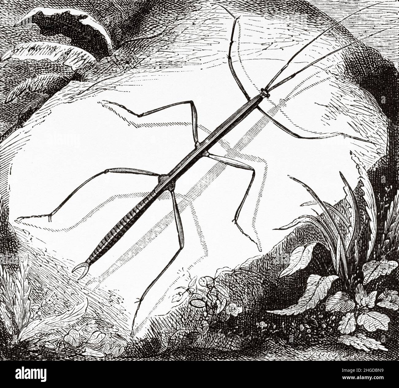 Stick insect or phasmids or ghost insects. Old 19th century engraved ...