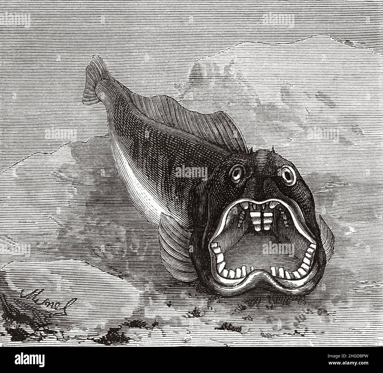 Bass fish. Old 19th century engraved illustration from Four months in ...
