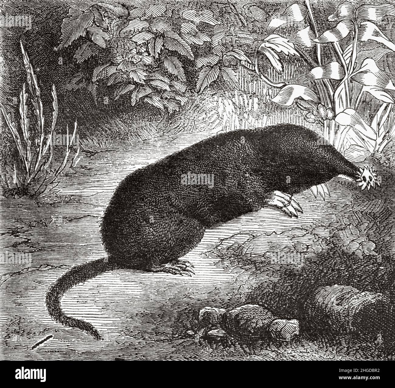 Star-nosed mole (Condylura cristata) species of soricomorphic mammal in ...