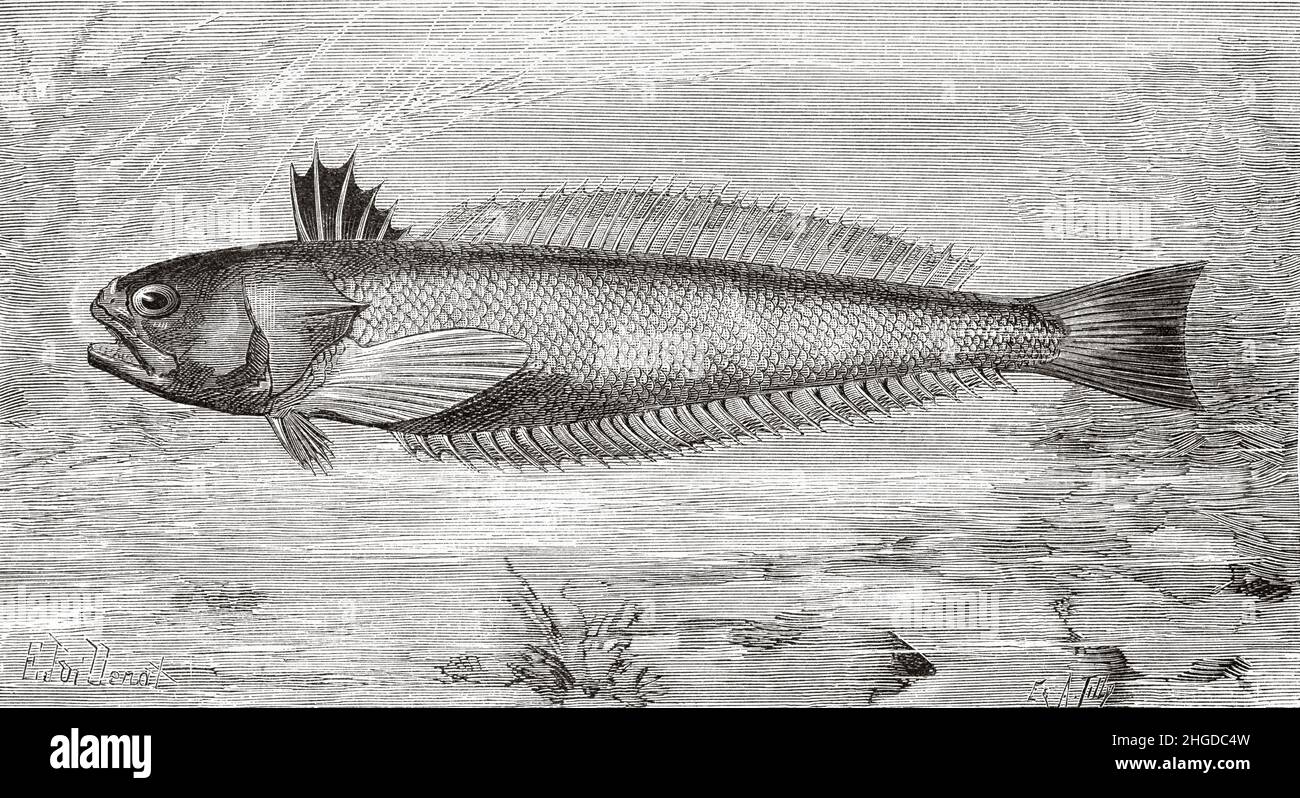Lesser weever. Echiichthys vipera (Trachinus vipera) Old 19th century ...