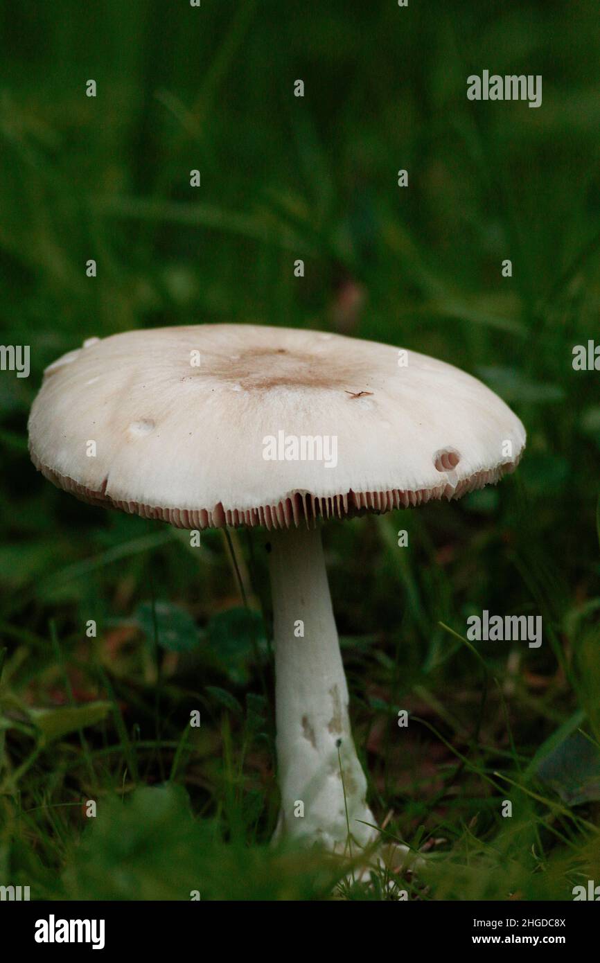 Natural mushroom photos hi-res stock photography and images - Alamy