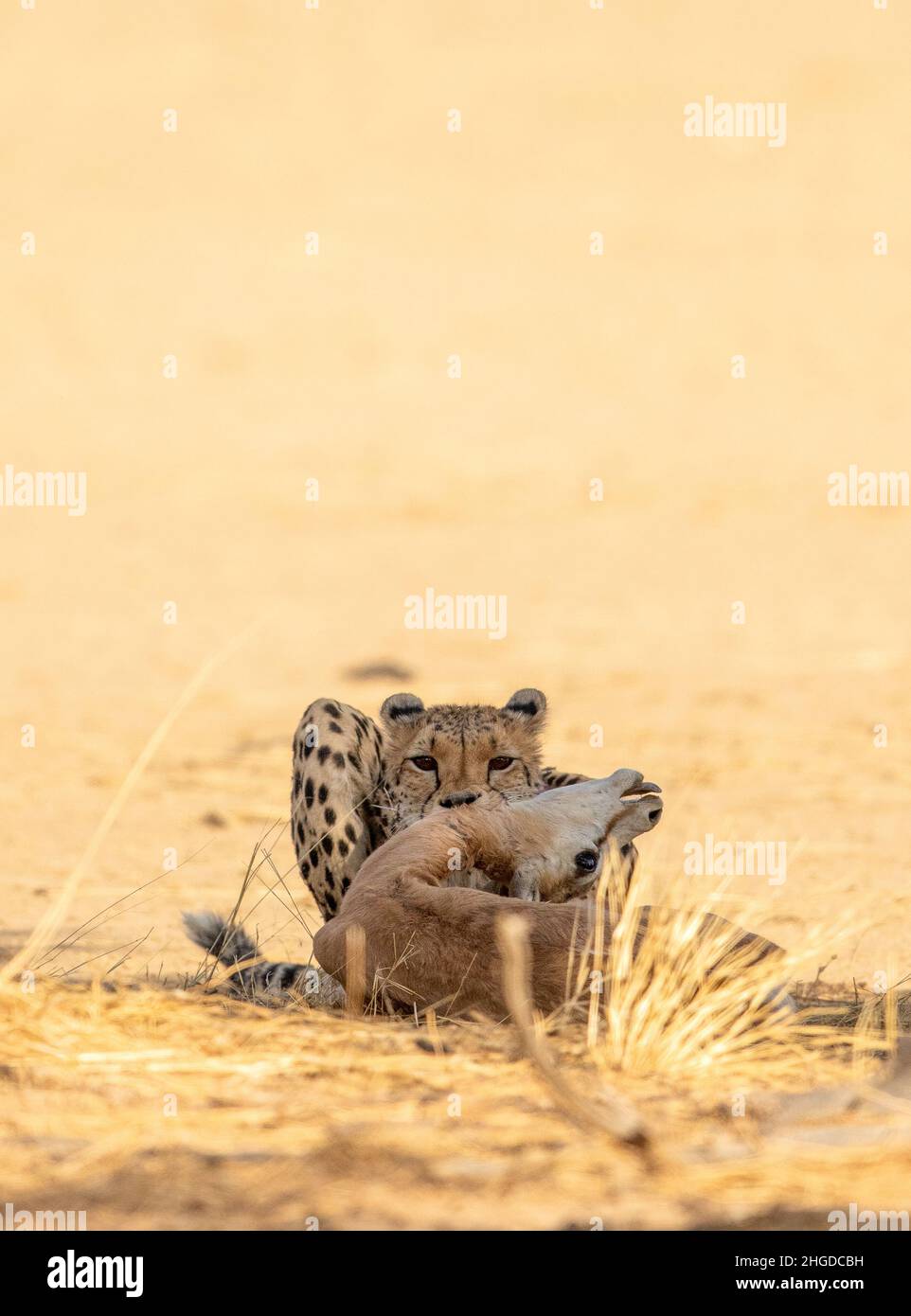 Cheetah with Springbok prey in the Kgalagadi Stock Photo - Alamy