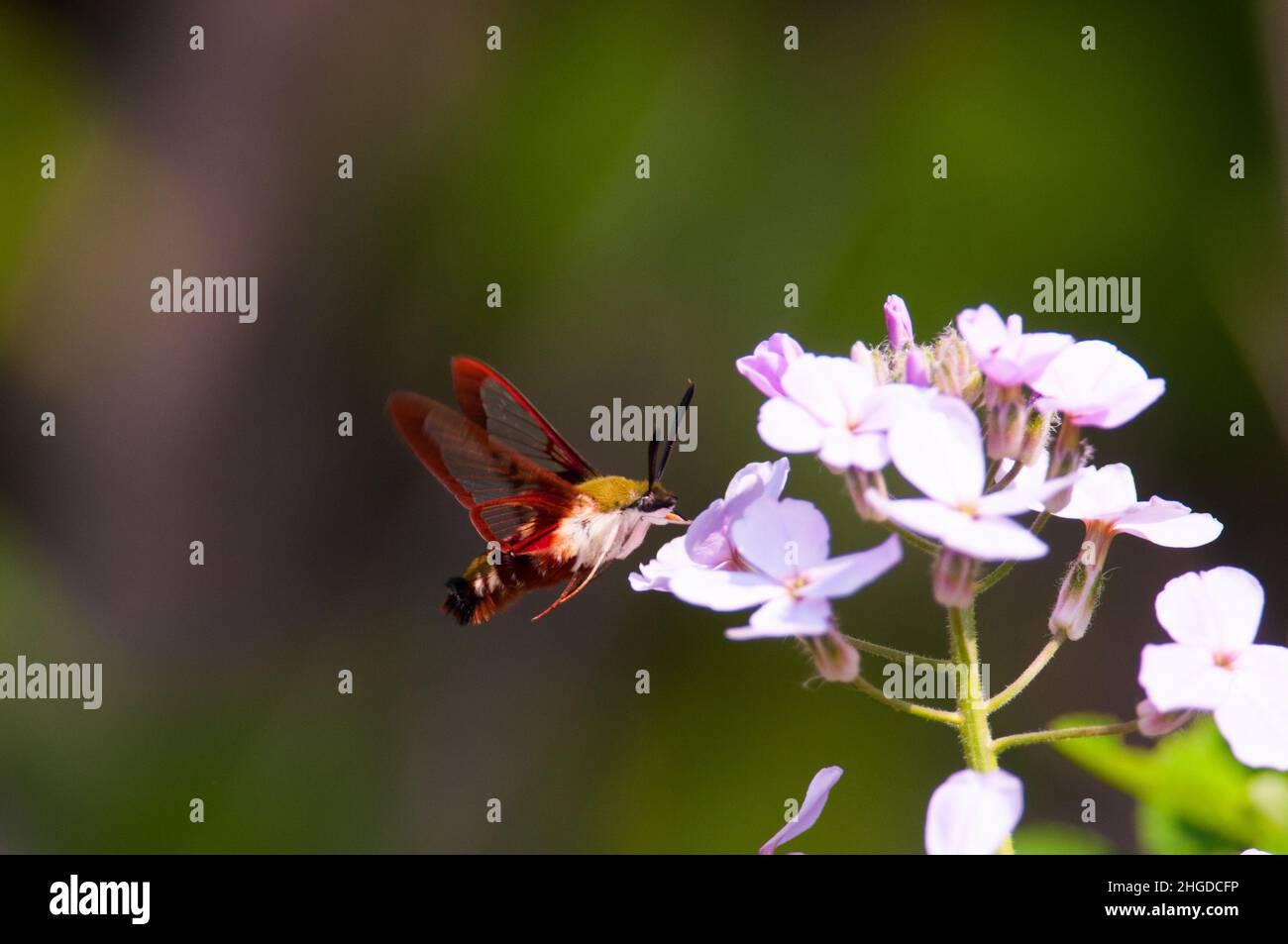 Hummingbird moth hi-res stock photography and images - Alamy