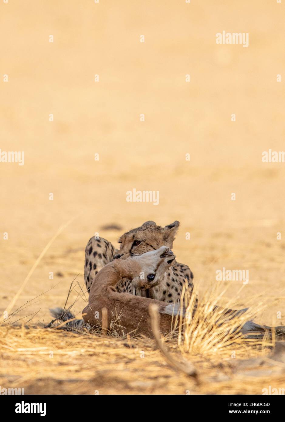 Cheetah with Springbok prey in the Kgalagadi Stock Photo - Alamy