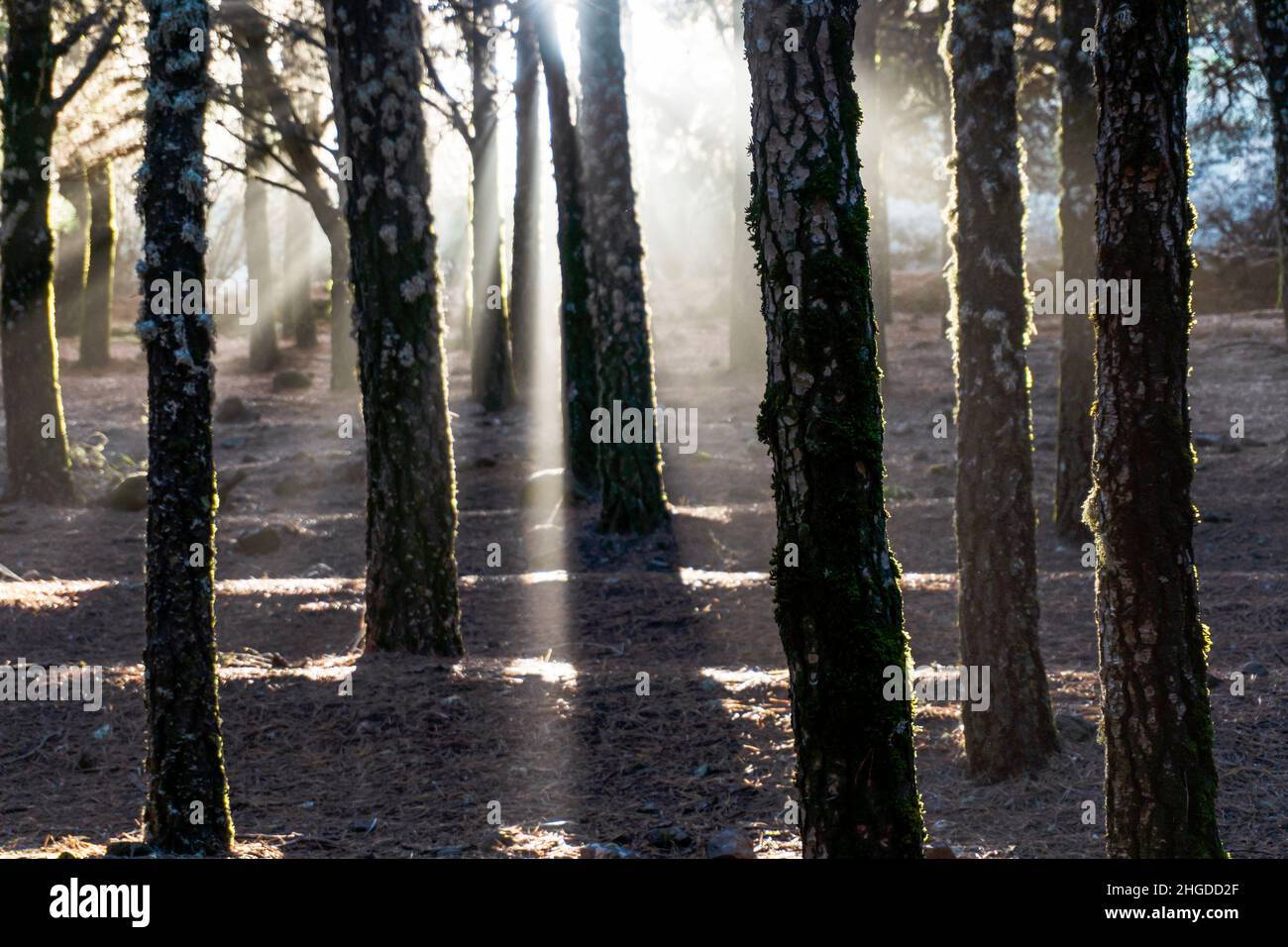Beautiful sun rays lightening trees covered with moss in the foggy ...