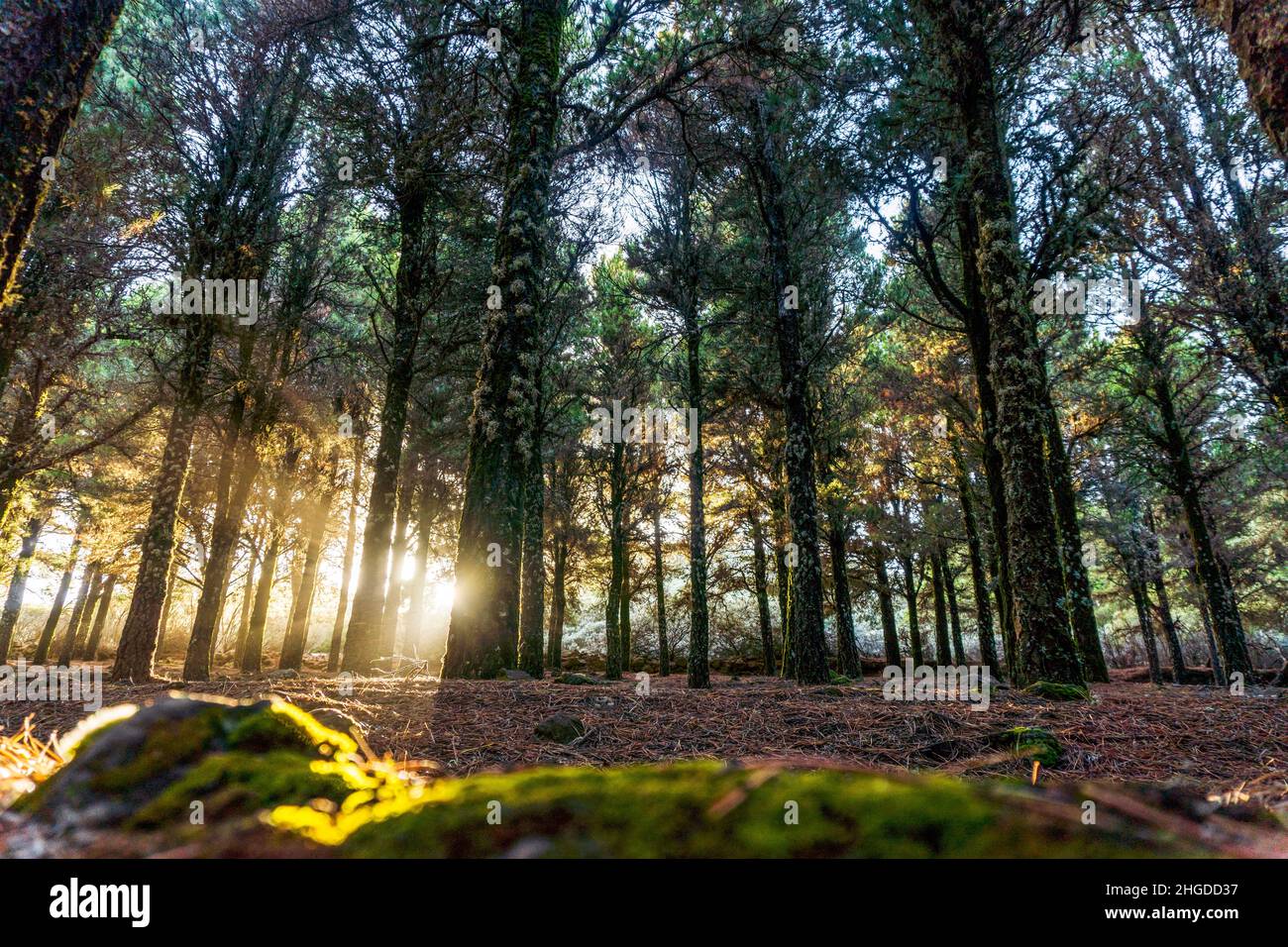 Beautiful sun rays lightening trees covered with moss in the foggy ...