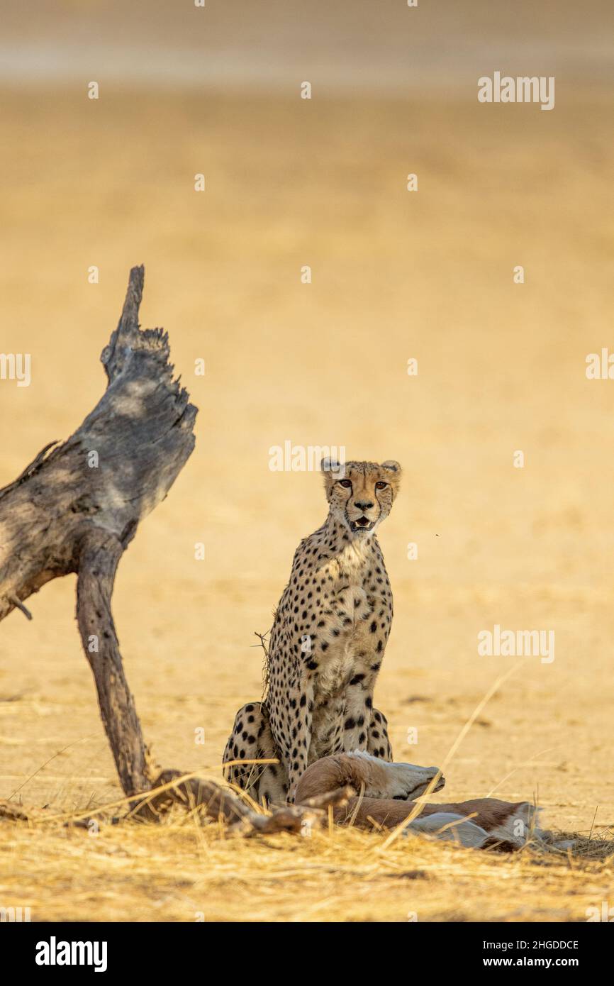 Cheetah with Springbok prey in the Kgalagadi Stock Photo - Alamy