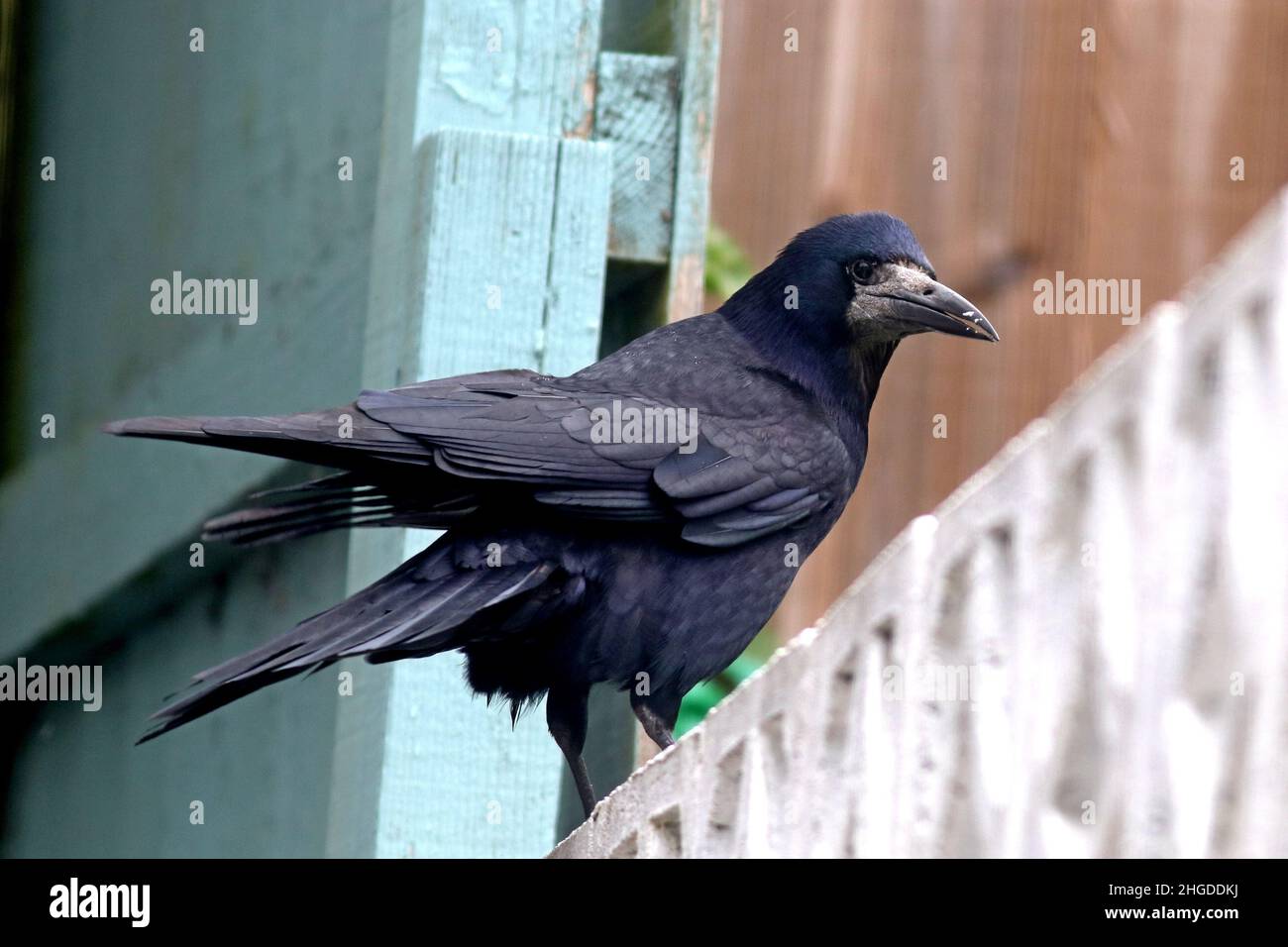 Rook wall hi-res stock photography and images - Alamy