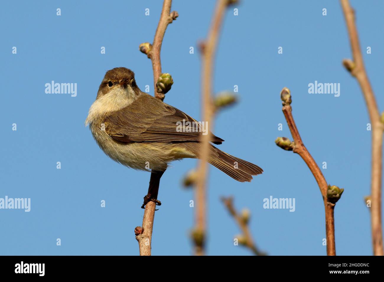 Whitethroat, Curruca communis Stock Photo - Alamy