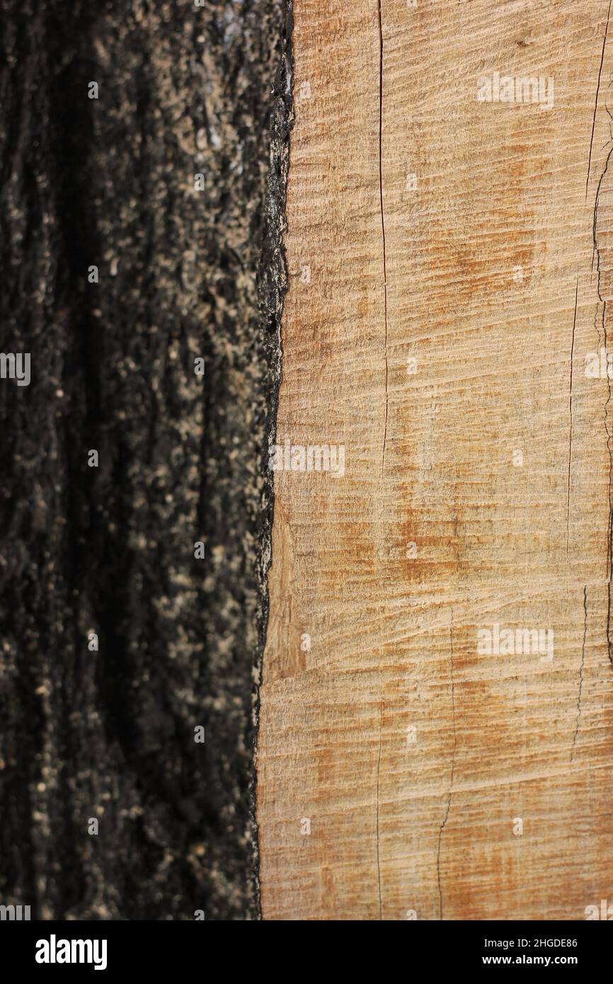 Minimalist view of a heavy timber log charred after a camp fire Stock ...