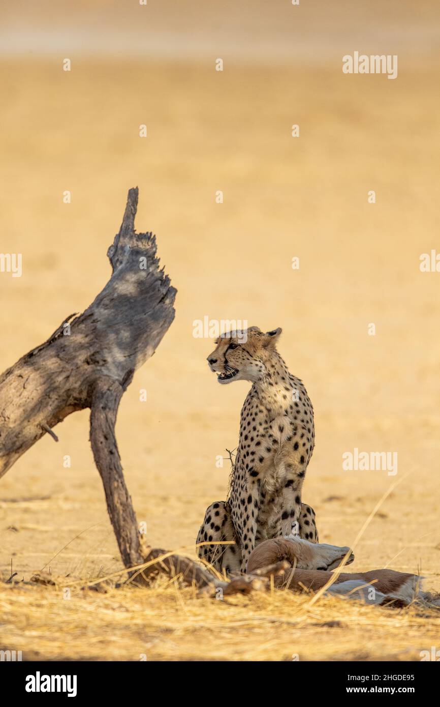 Cheetah with Springbok prey in the Kgalagadi Stock Photo - Alamy