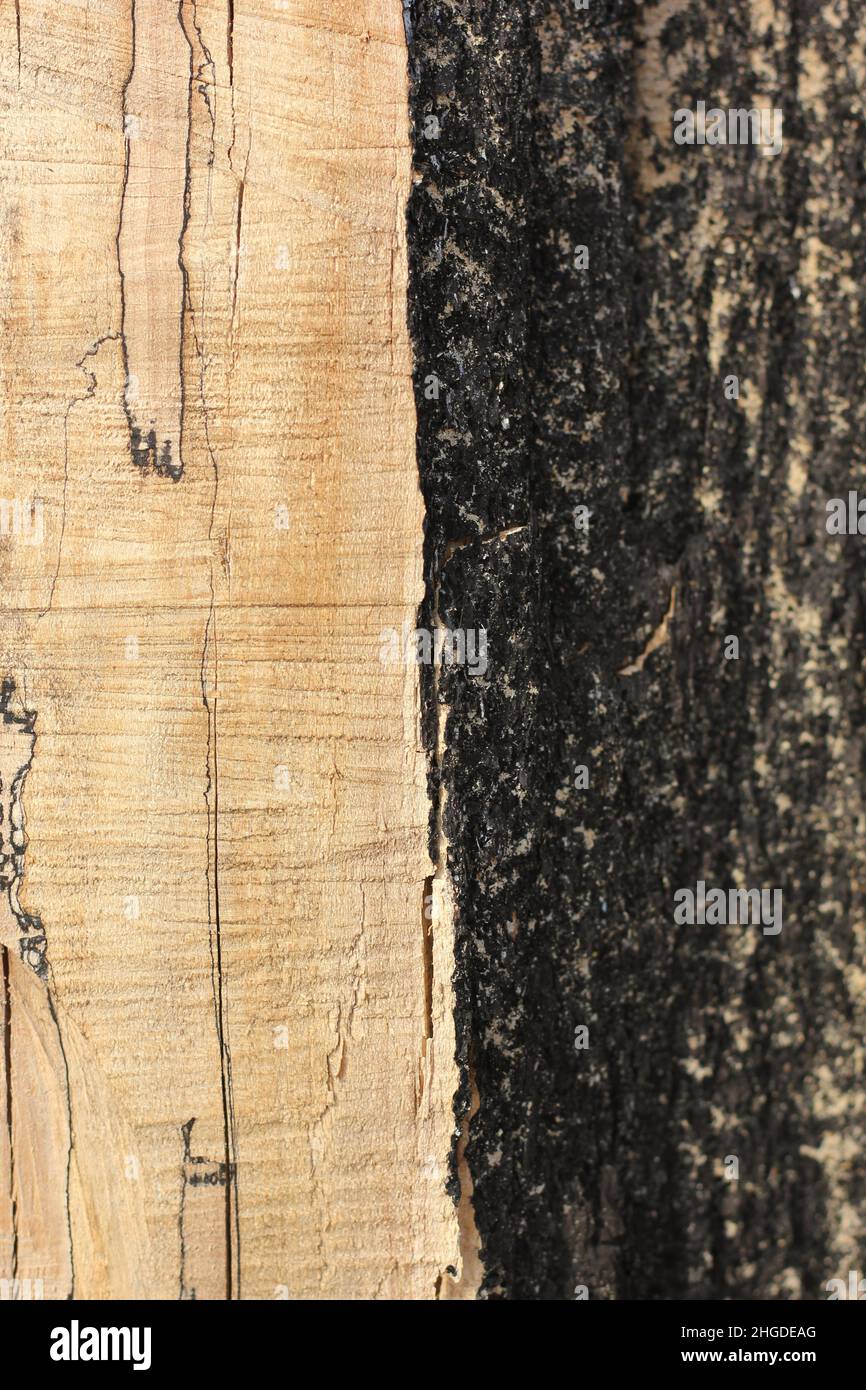 Minimalist view of a heavy timber log charred after a camp fire Stock ...