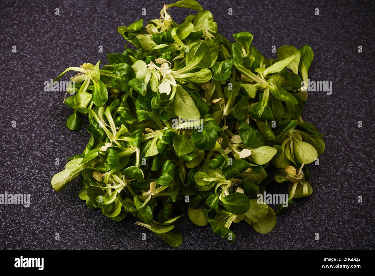 Green valerian leaf salad hi-res stock photography and images - Alamy