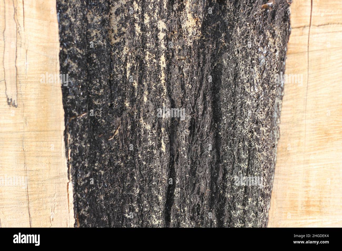 Minimalist view of a heavy timber log charred after a camp fire Stock ...