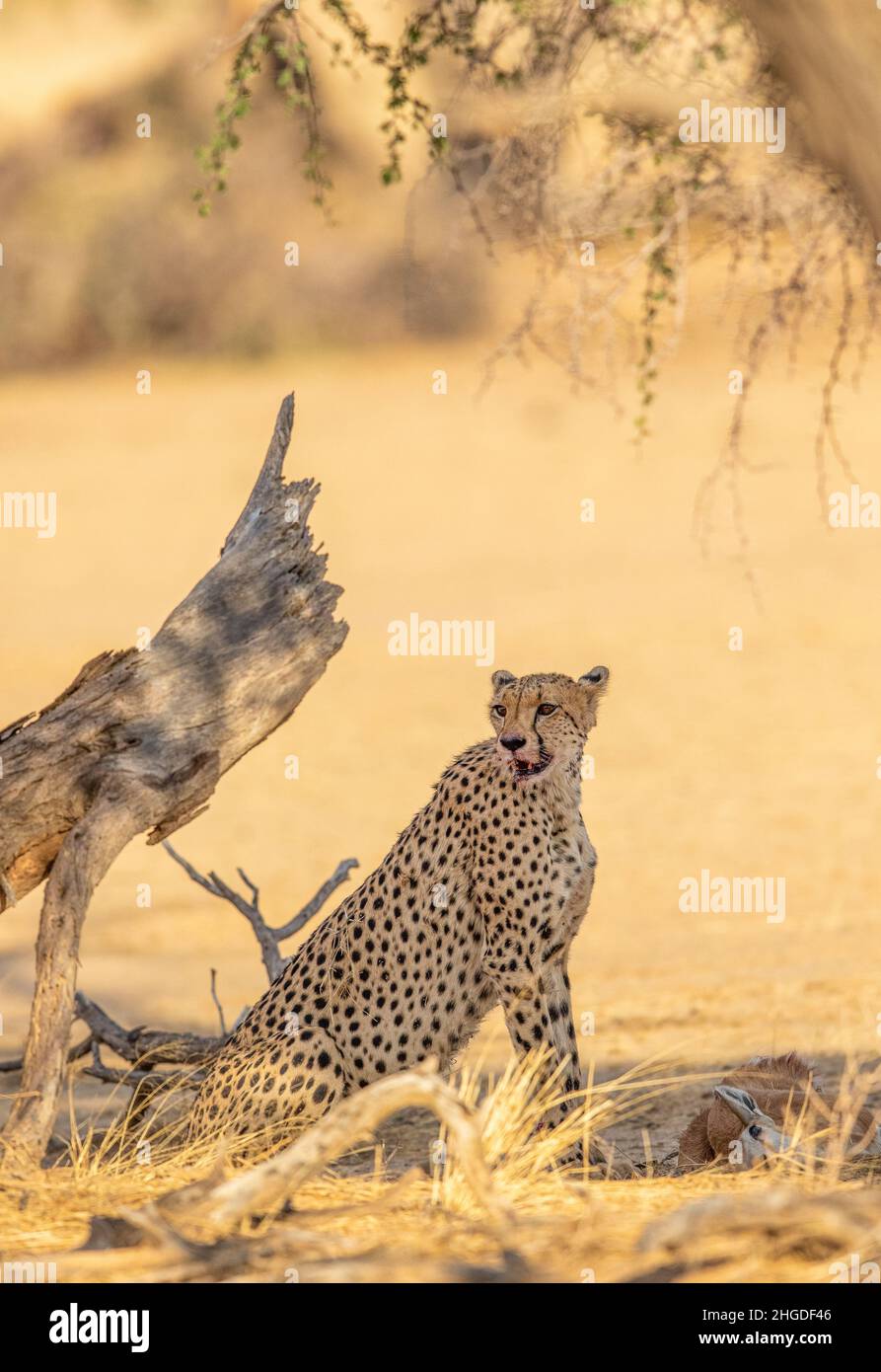 Cheetah with Springbok prey in the Kgalagadi Stock Photo - Alamy