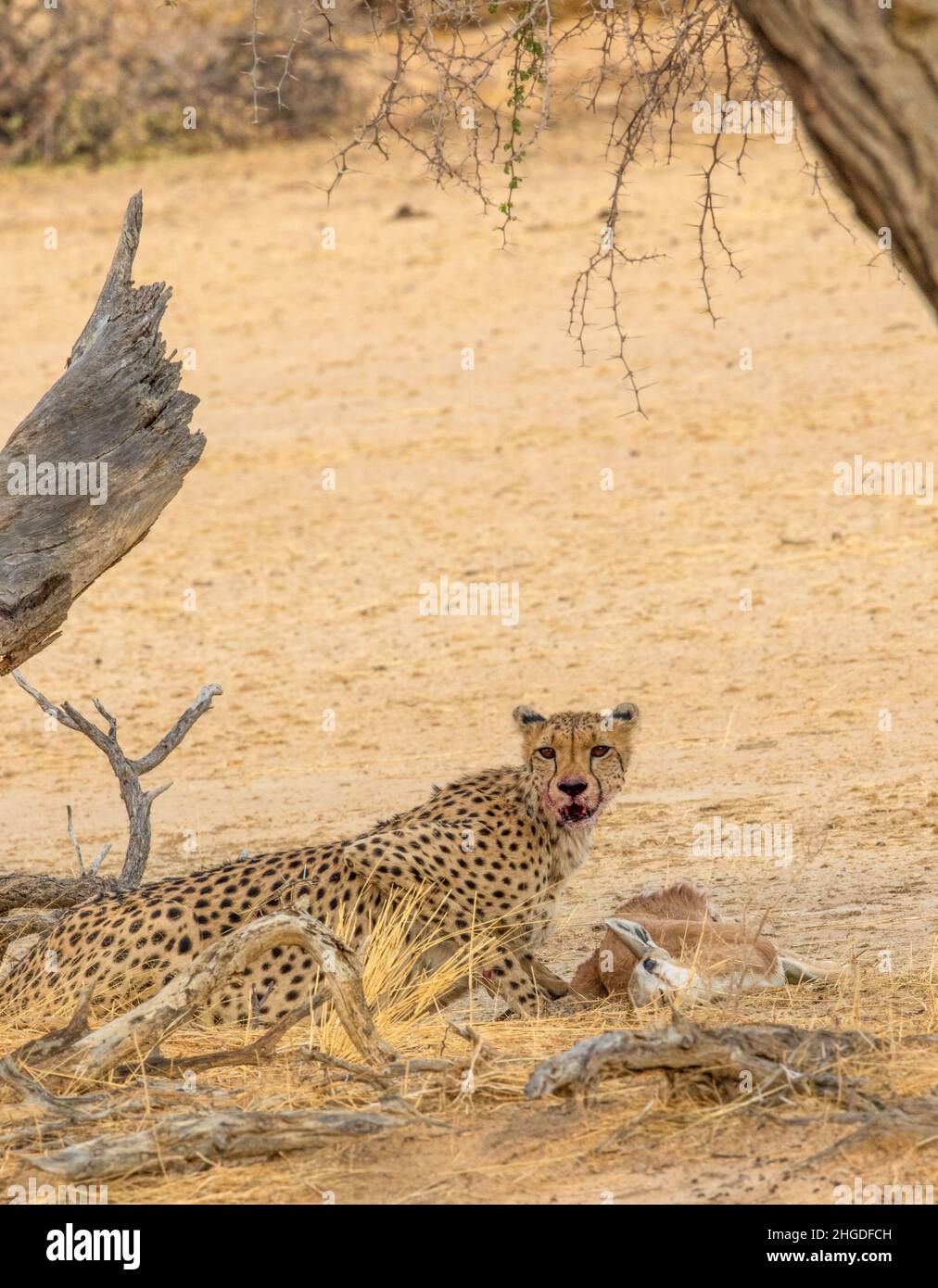 Cheetah with Springbok prey in the Kgalagadi Stock Photo - Alamy