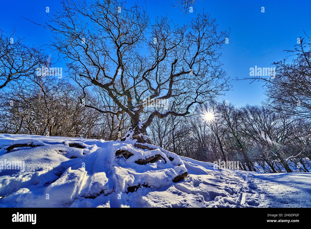 tree with snow in a winter forrest Stock Photo - Alamy