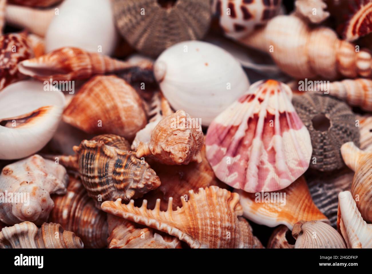 a lot of different empty sea shells, natural background, macro details ...