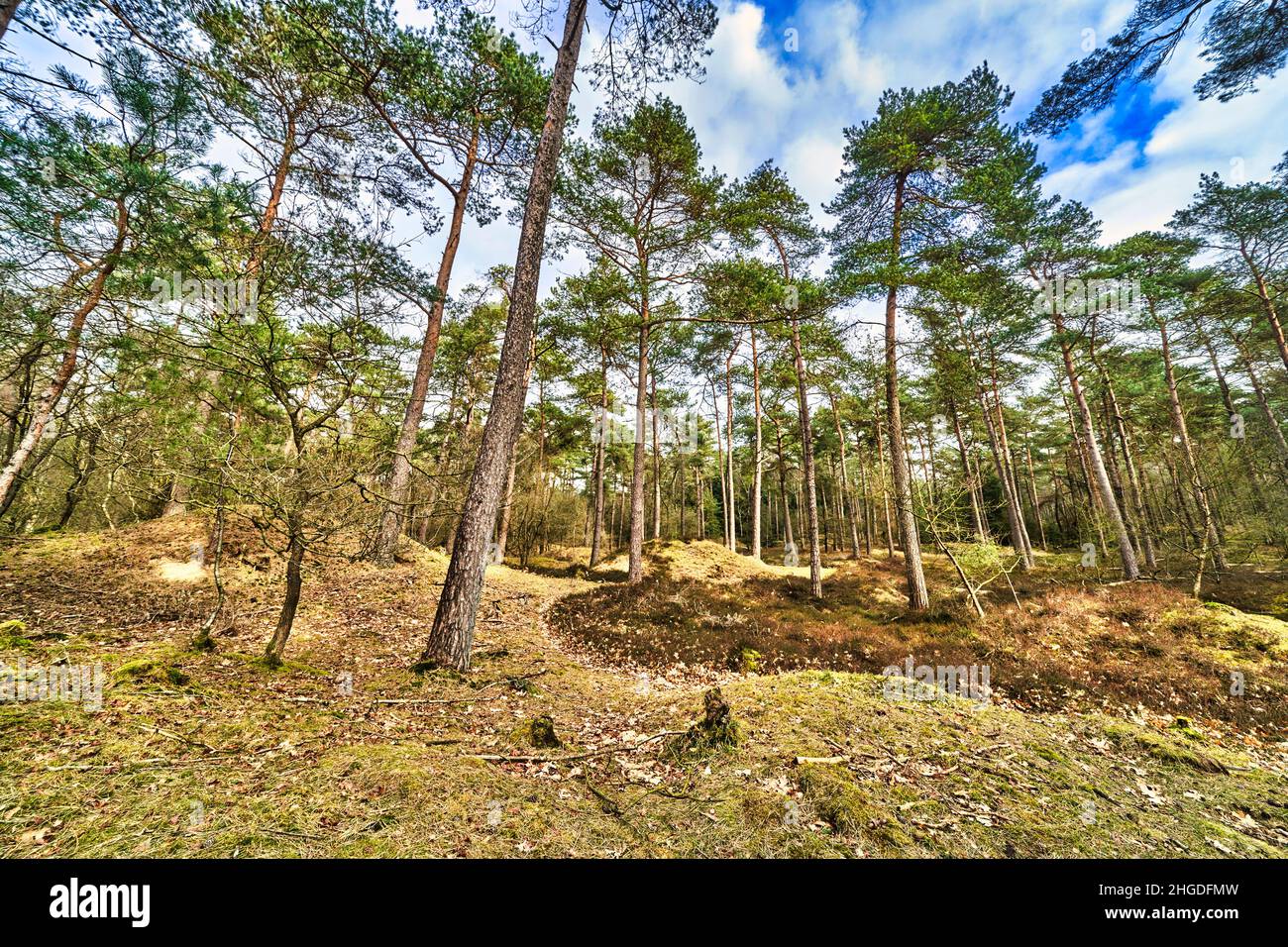 quiet forrest with pine trees in the Netherlands Stock Photo - Alamy