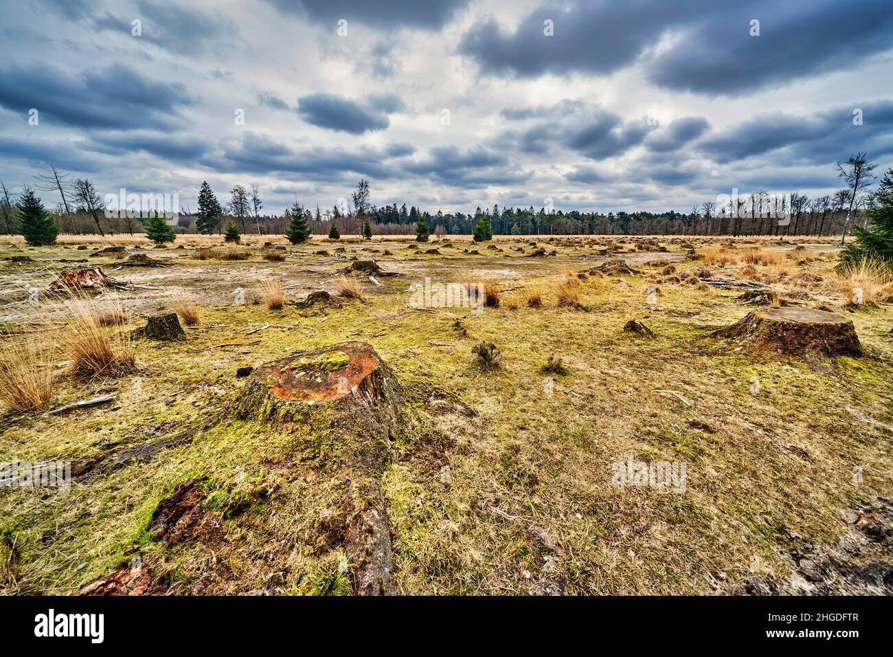 Tree stumps in a clear-cut forest field Stock Photo - Alamy