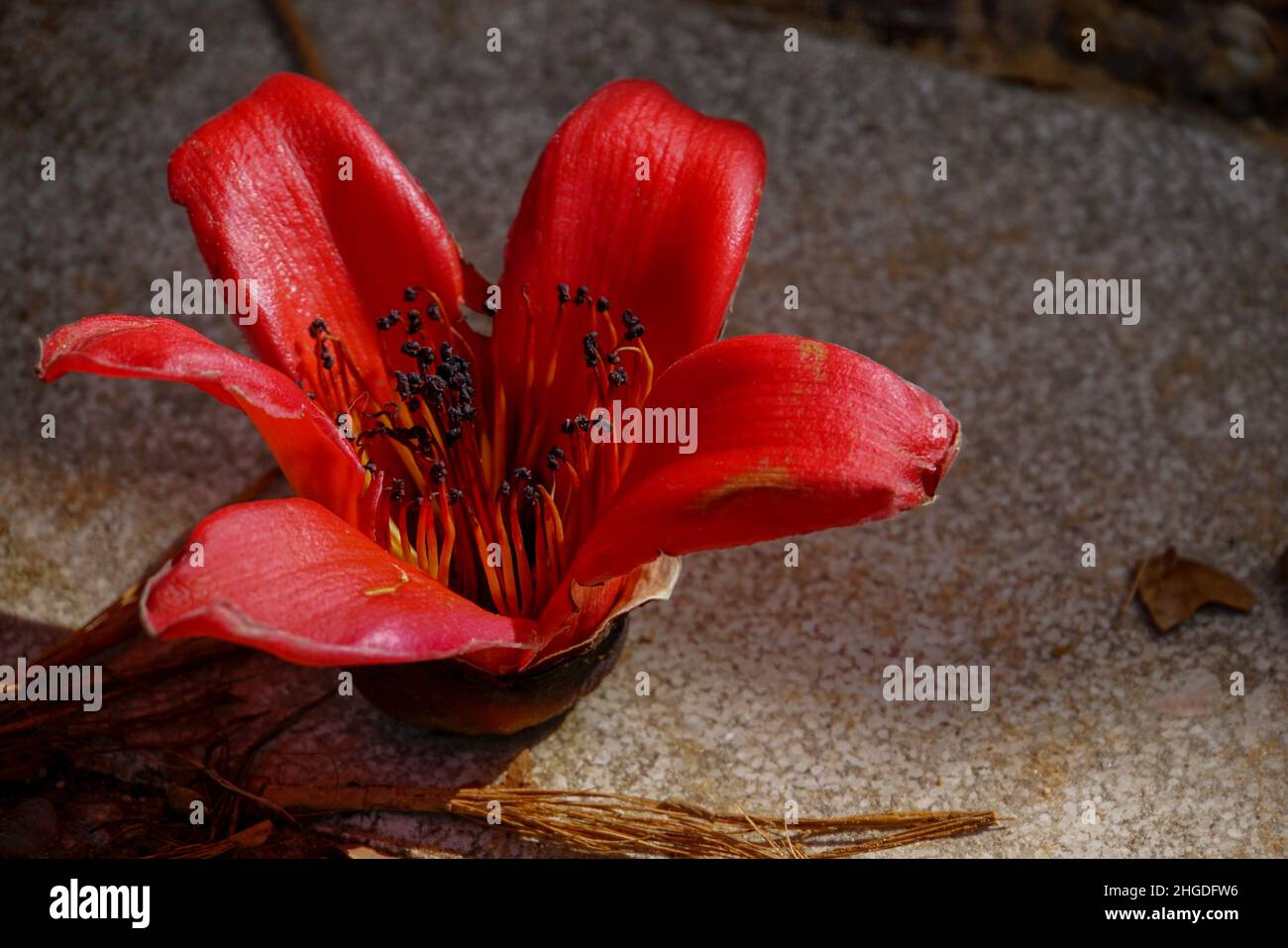 Flamboyant tree (Delonix regia). This tree, also known as Royal ...