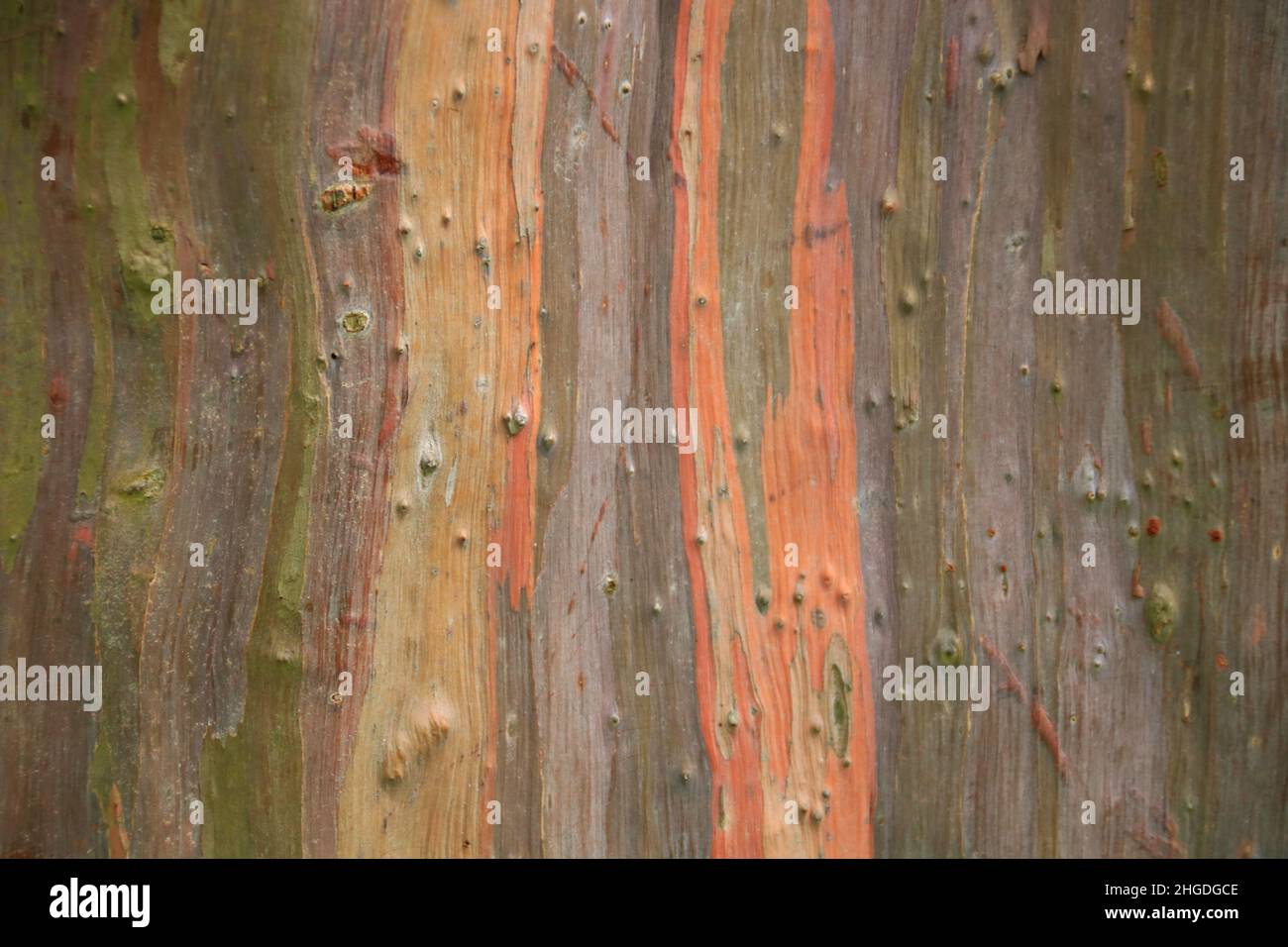 Eucalyptus tree Eucalyptus deglupta is a species of tall tree, commonly ...