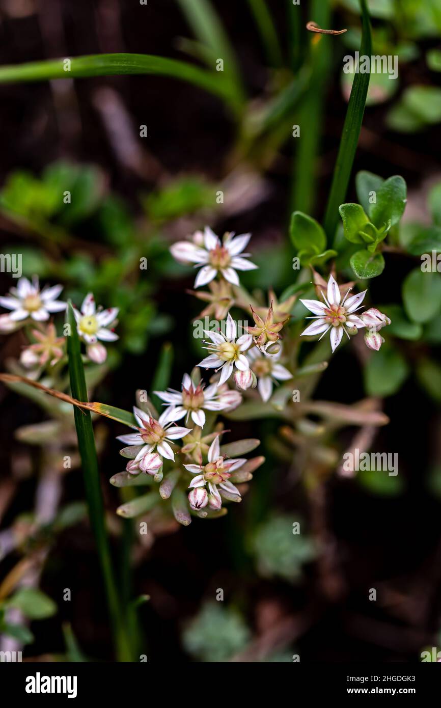 Sedoides hi-res stock photography and images - Alamy