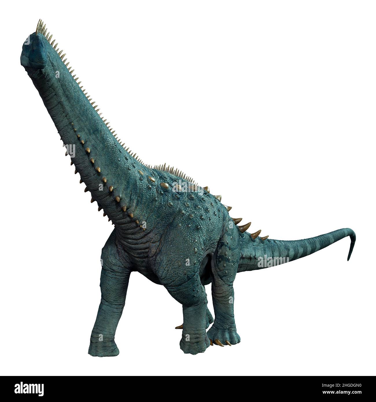 3D rendering of a dinosaur Alamosaurus isolated on white background ...