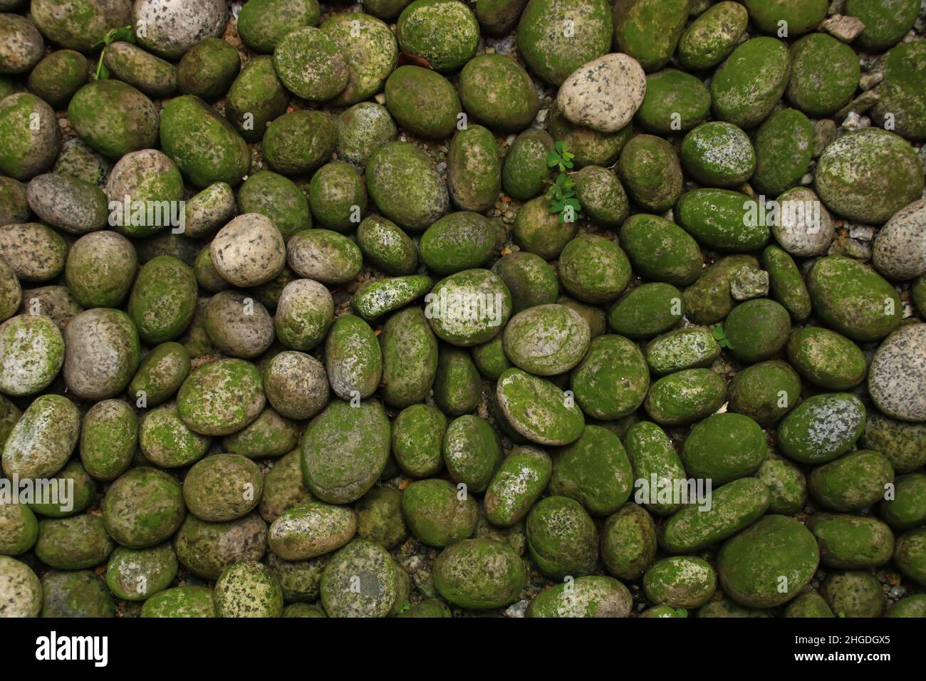 Pebble stone mosaic hi-res stock photography and images - Alamy
