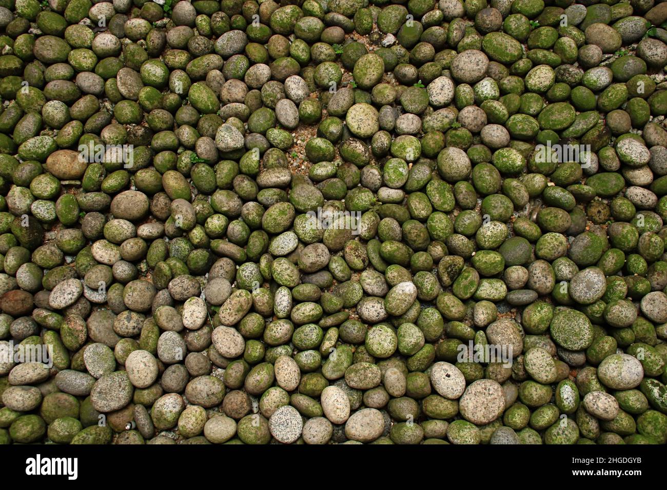 Pumice Stone Moss Stock Photo - Alamy