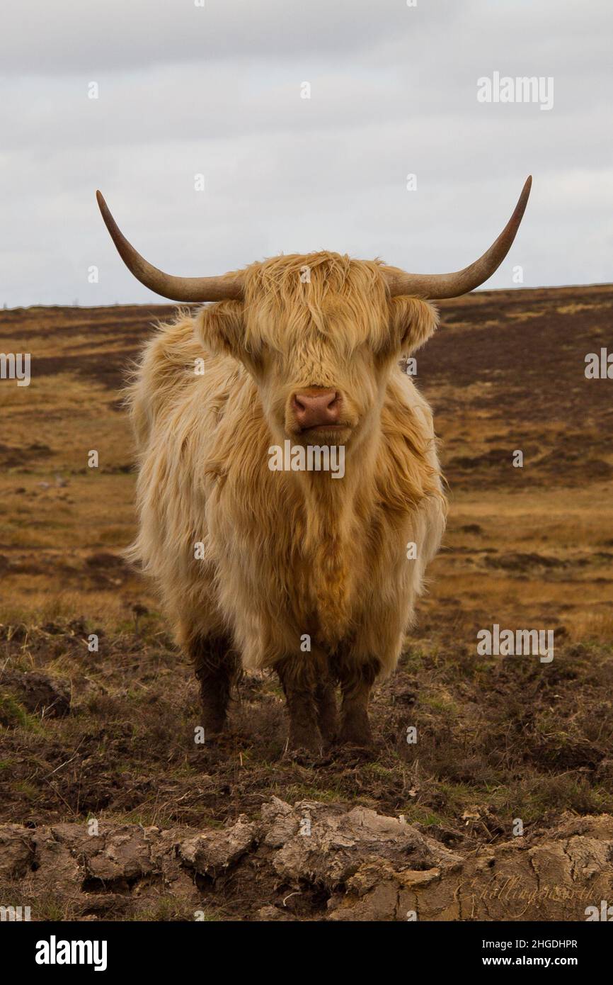 Ginger coos hi-res stock photography and images - Alamy