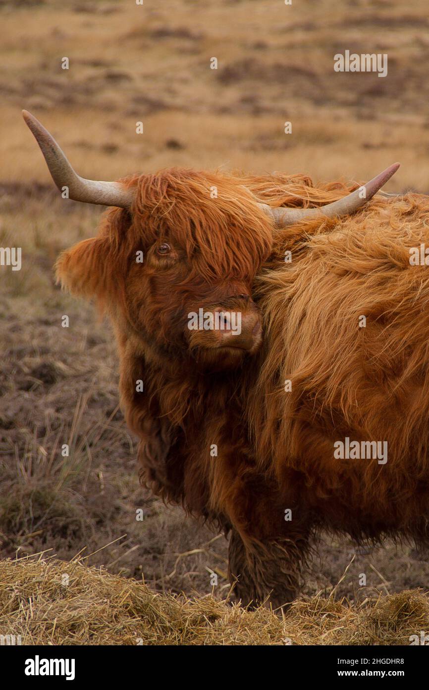 Ginger coos hi-res stock photography and images - Alamy