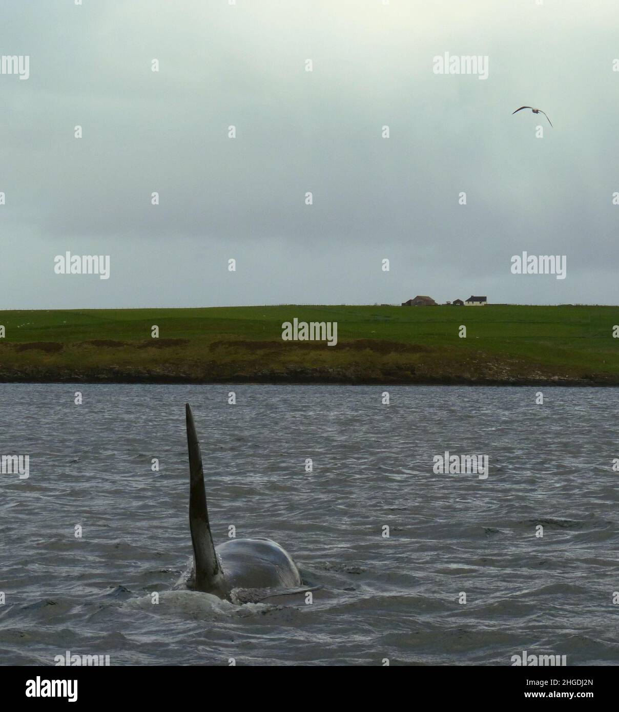 Bull orca hi-res stock photography and images - Alamy