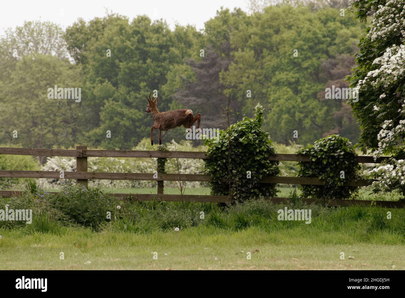 Leaping deer hi-res stock photography and images - Alamy