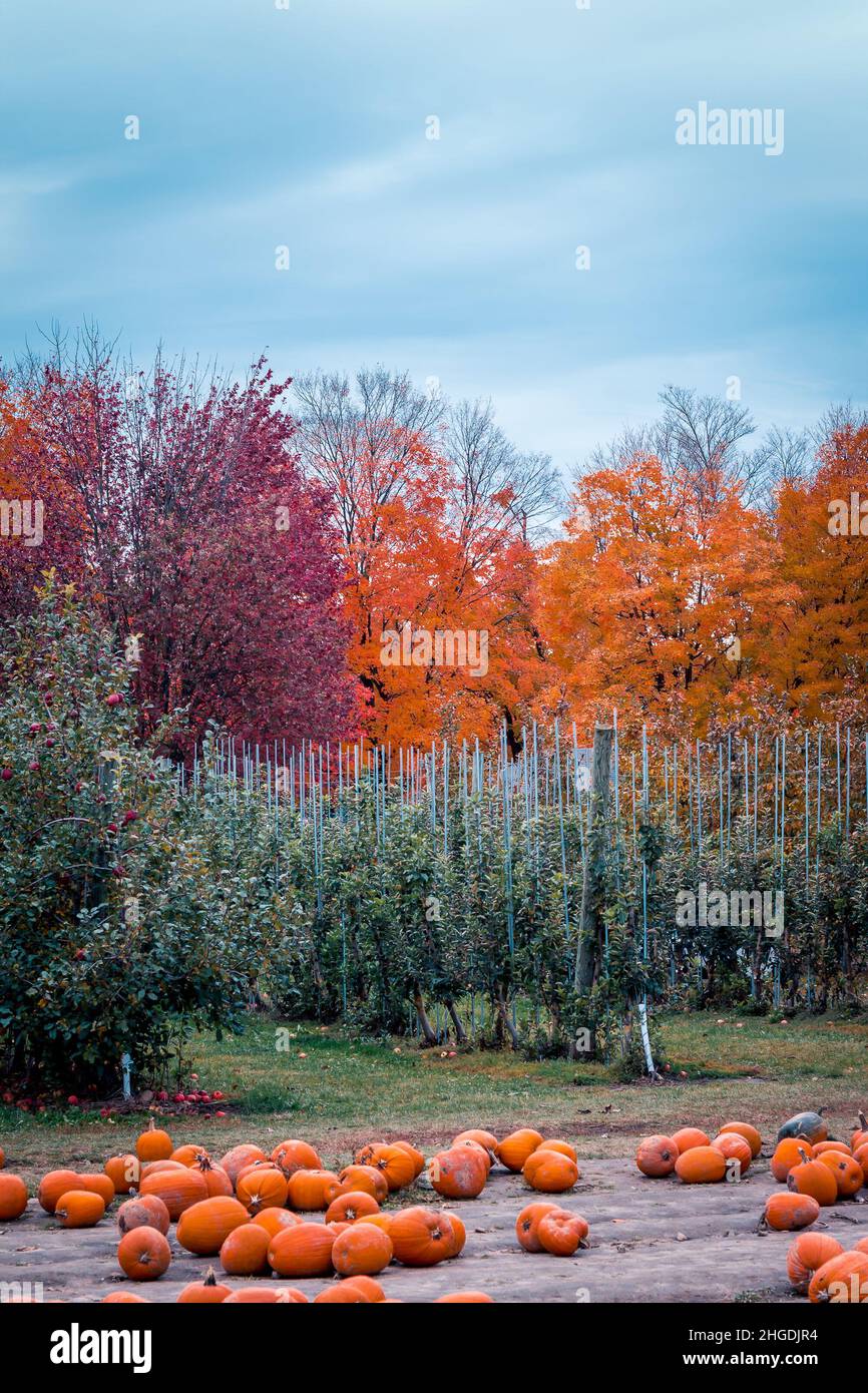 Pumpkin patch at an orchard in the fall Stock Photo - Alamy
