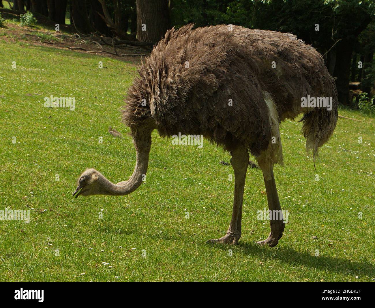 Common ostrich in Safari Park in Dvur Kralove nad Labem,Eastern Bohemia ...