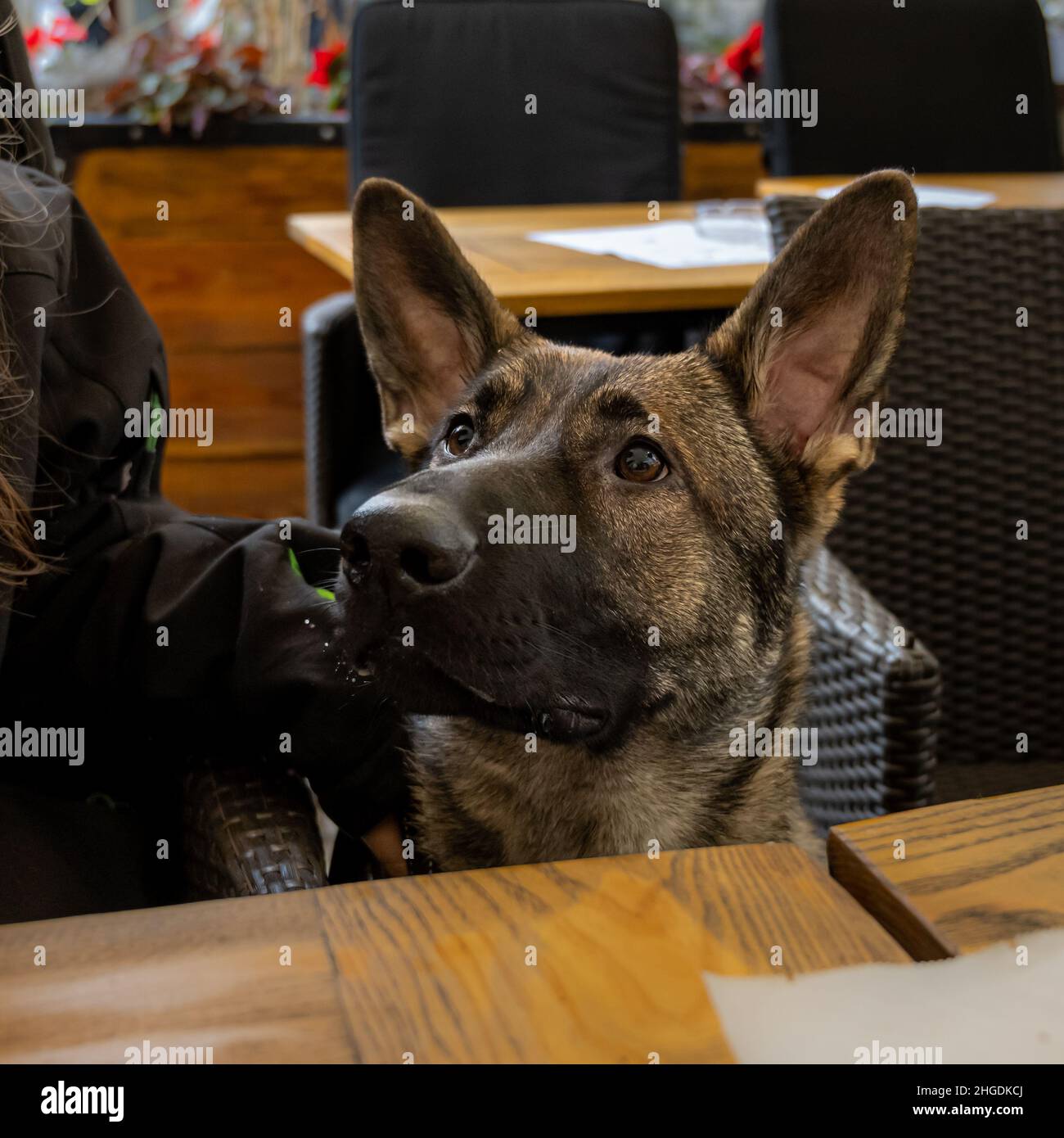 A close-up picture of a seven-month-old German Shepherd. Sable colored ...