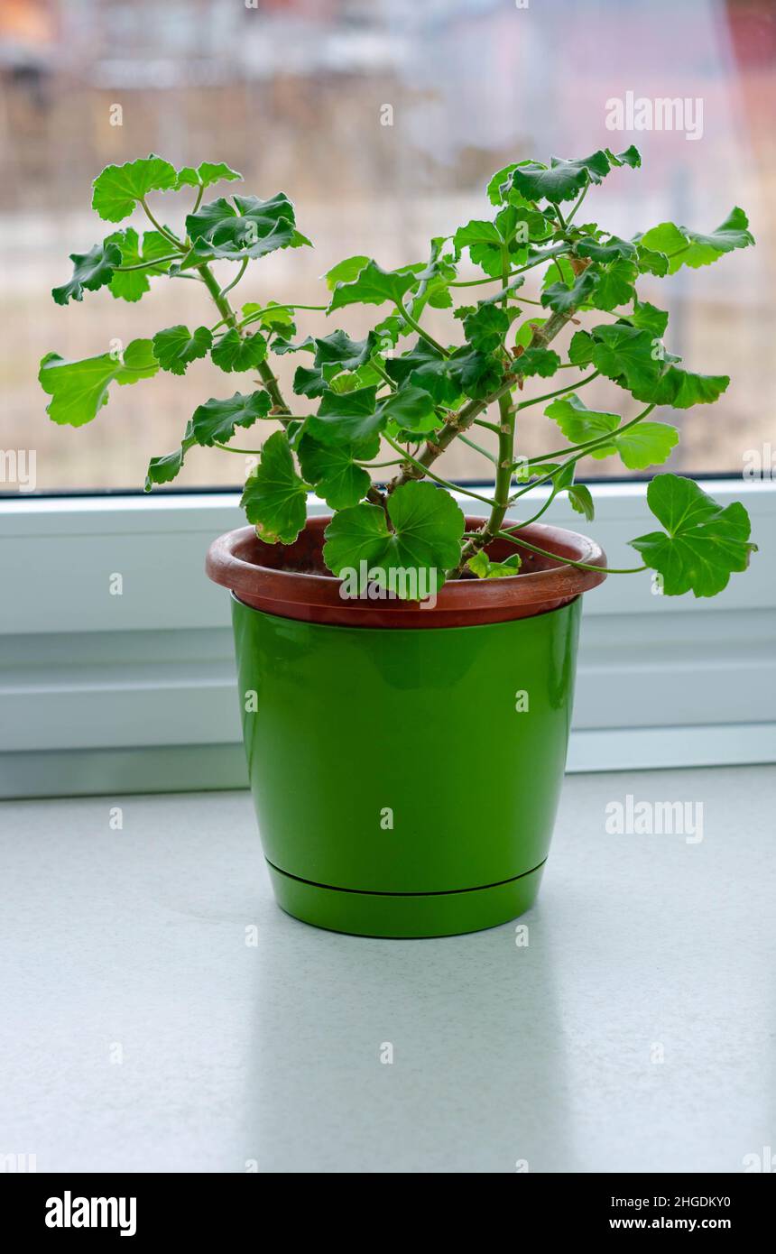 Branch vase window hi-res stock photography and images - Alamy