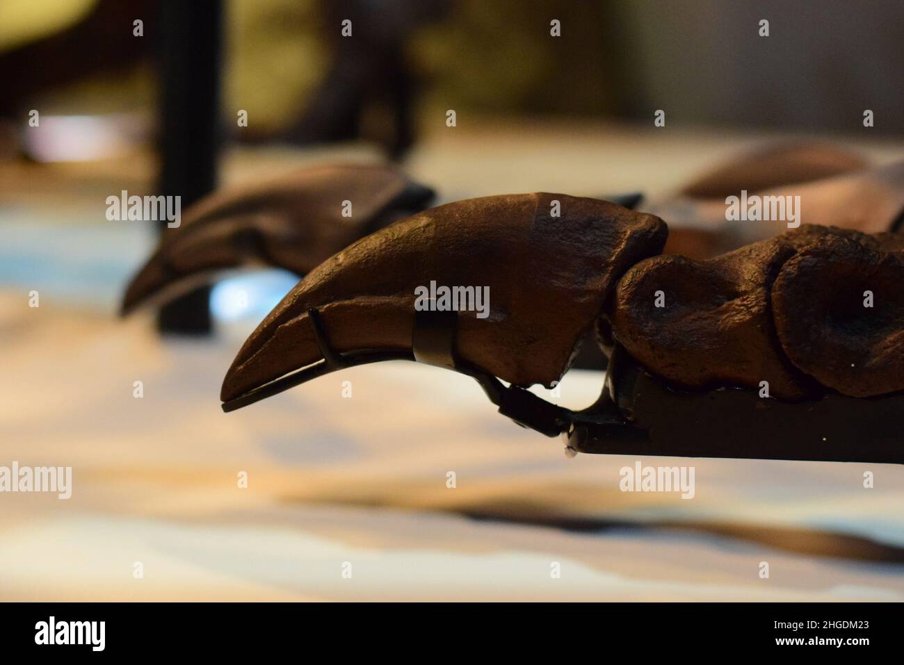 Dino Claws At the Museum Stock Photo - Alamy
