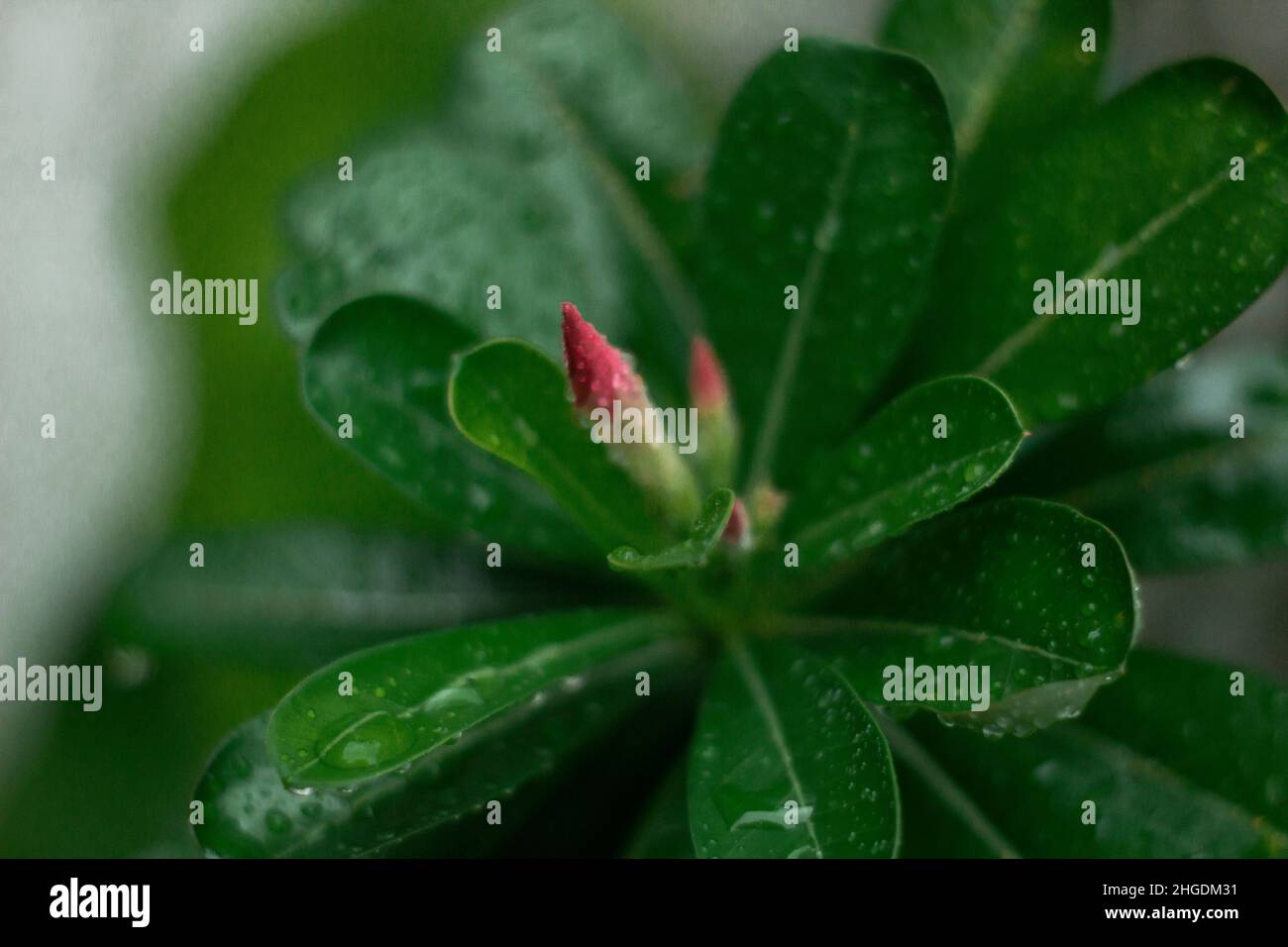 Andenium flower blossom hi-res stock photography and images - Alamy
