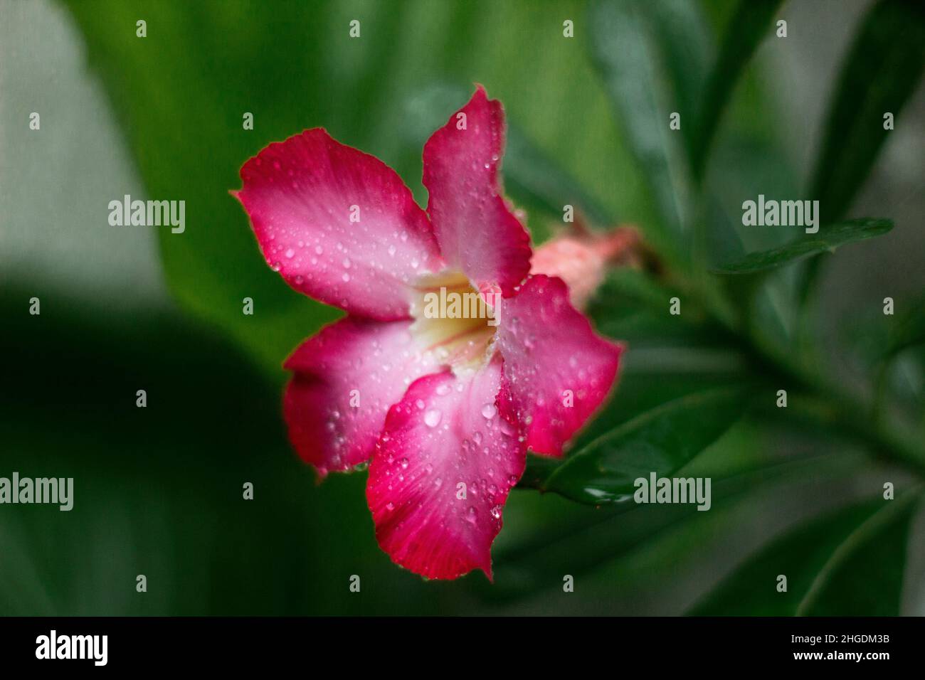 Andenium flower blossom hi-res stock photography and images - Alamy