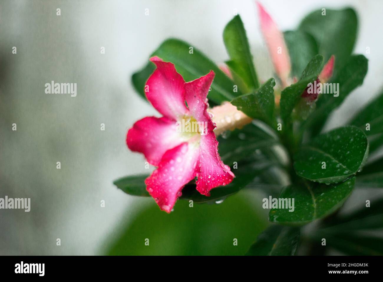 Andenium flower blossom hi-res stock photography and images - Alamy