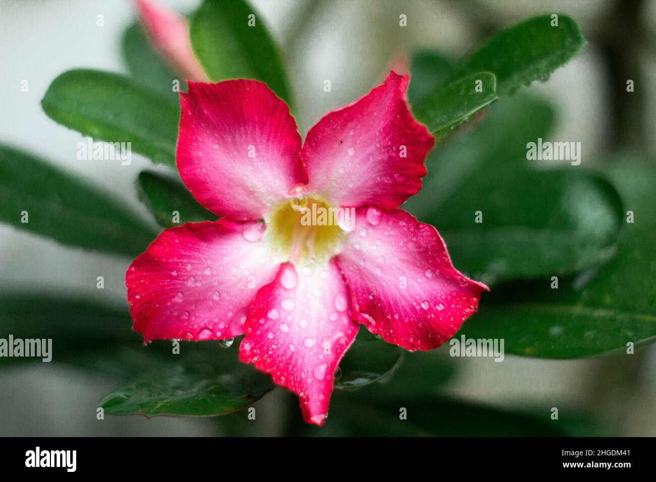 Andenium flower blossom hi-res stock photography and images - Alamy