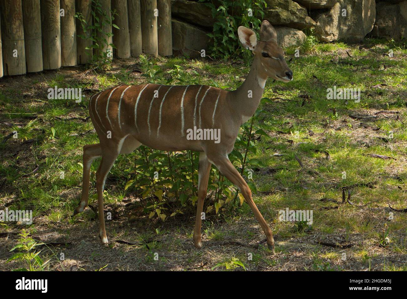 Lesser kudu tragelaphus imberbis hi-res stock photography and images ...