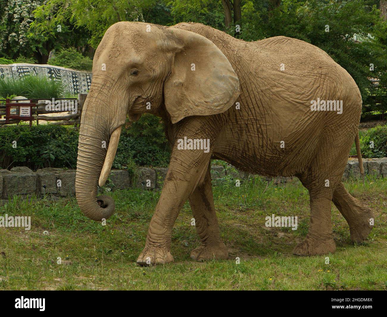 African bush elephant in Safari Park in Dvur Kralove nad Labem,Eastern ...