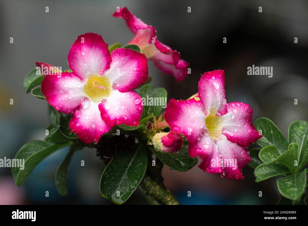 wet andenium flower blossom Stock Photo - Alamy