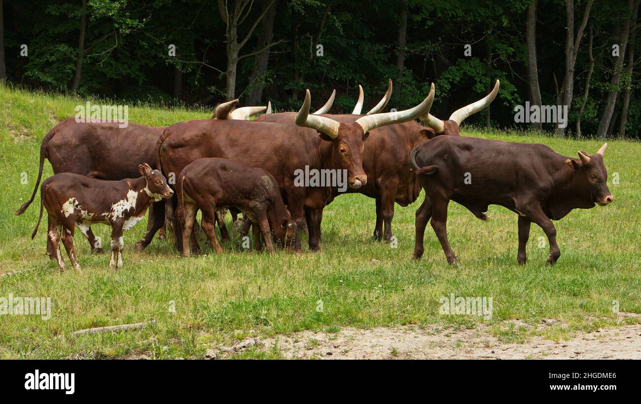 Cattle bohemia hi-res stock photography and images - Alamy