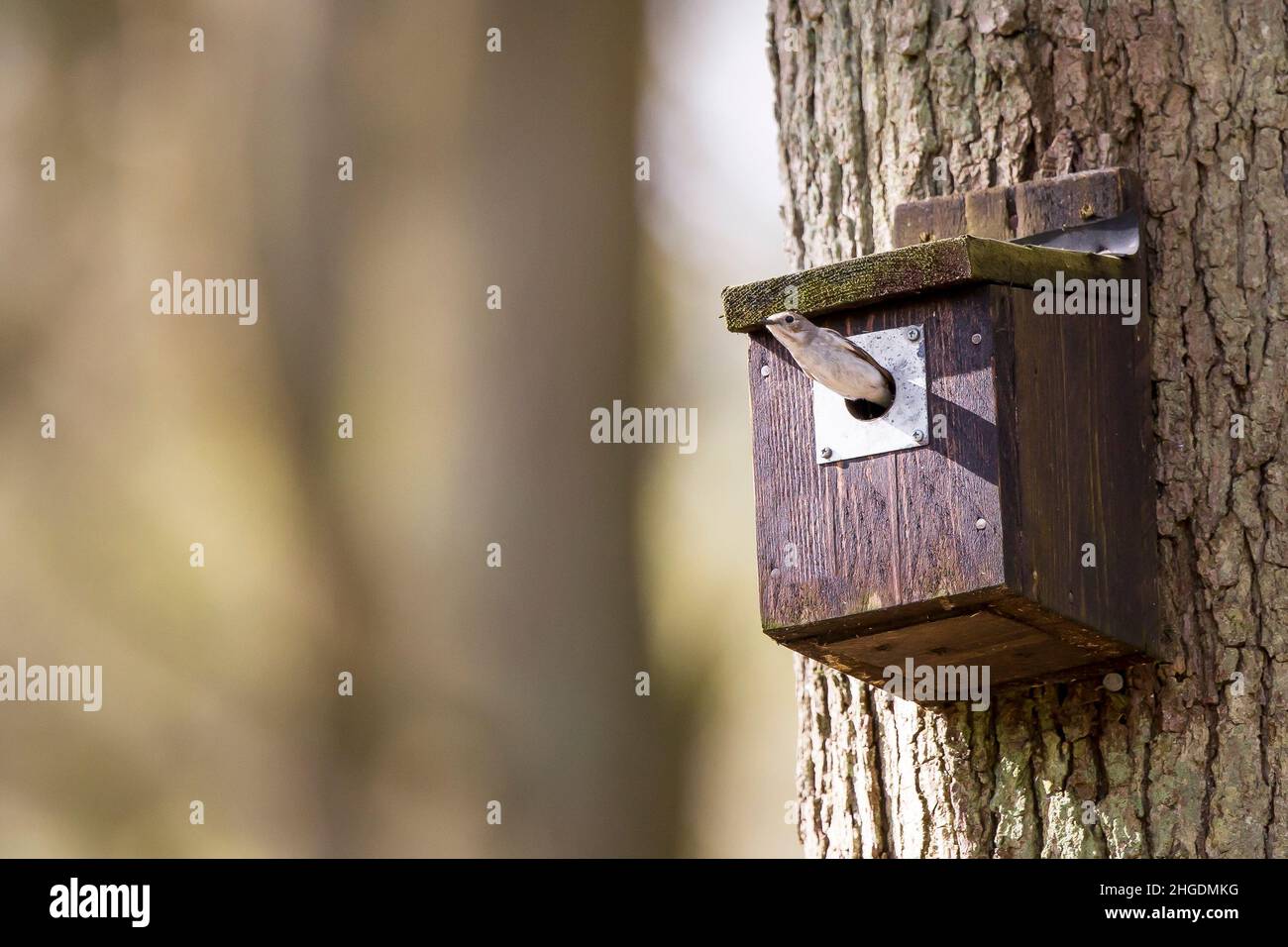 Pied flycatchers bird hi-res stock photography and images - Alamy